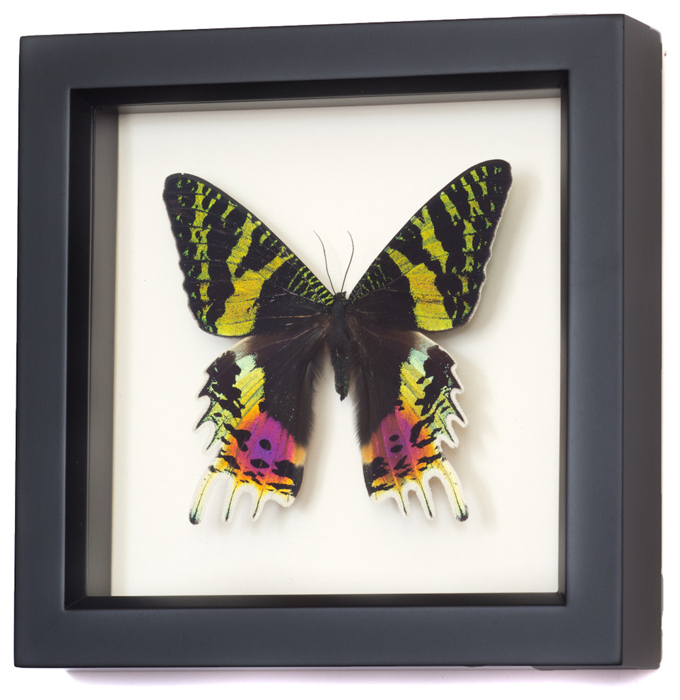 Madagascan Sunset Moth Real Framed Moth - Contemporary - Decorative ...