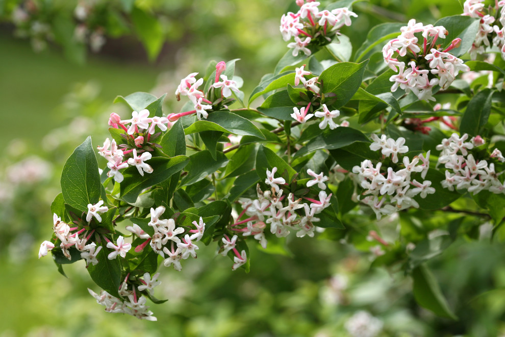 Abelia Sweet Emotion™ (Abelia mosenensis) - Eclectic - Grand Rapids ...
