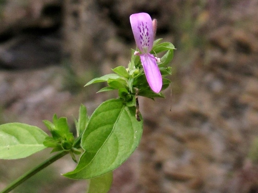 Dicliptera brachiata (Branched Foldwing or False Mint)