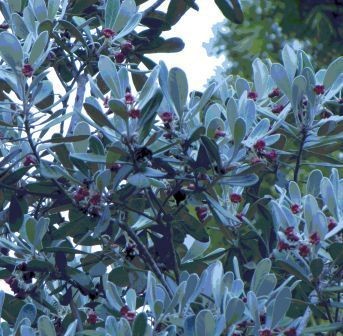 Help identifying silver leafed tree