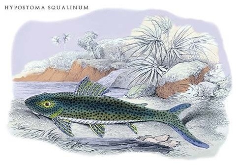 Hypostoma Squalinum, 20" x 30" - Prints And Posters - by Buyenlarge Inc ...