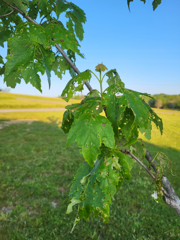 Sunset Maple with insects attacking leaves