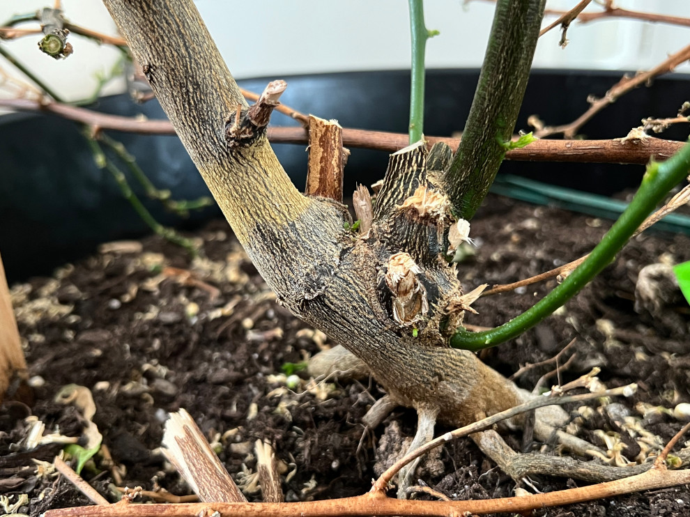 Pruning citrus branch stubs