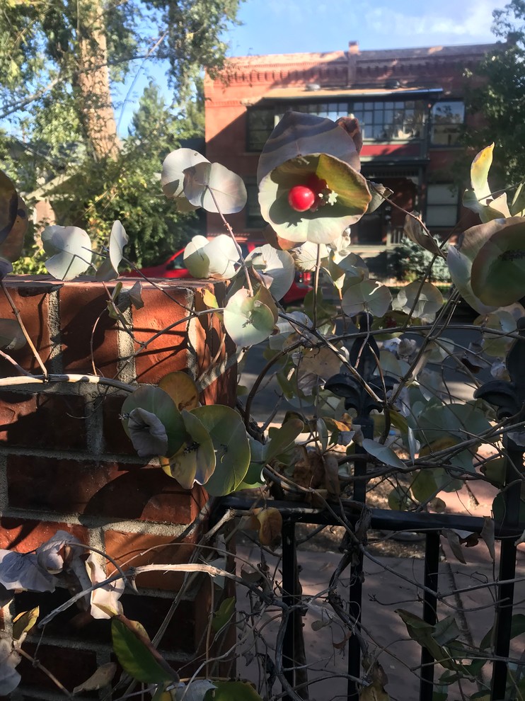 Vine - possible alien life form - ID help.