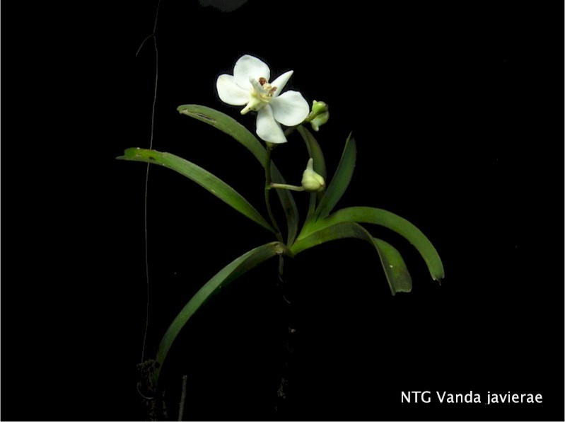 Vanda javierae