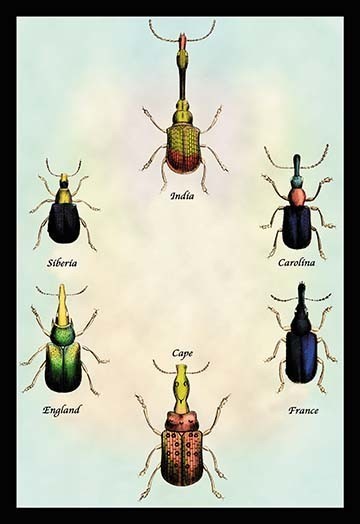Beetles from Around the World #1, 20" x 30" - Traditional - Prints And ...