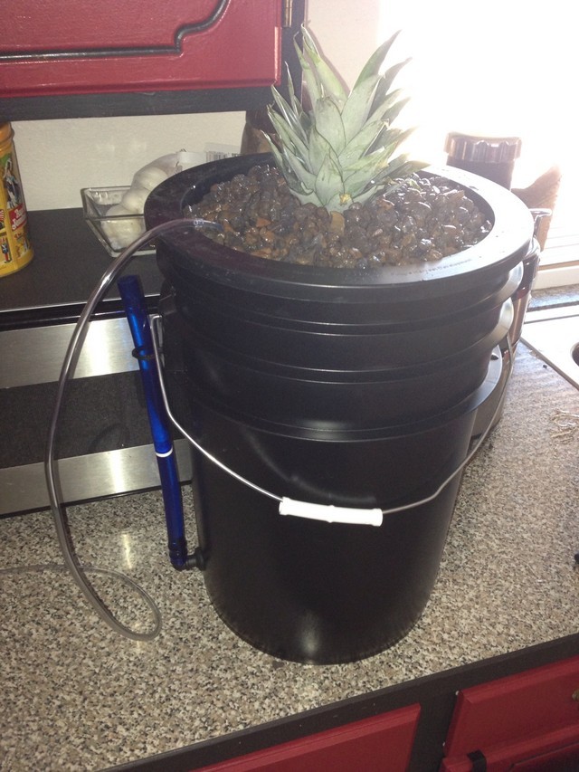 First Hydroponic attempt: Pineapple PH?
