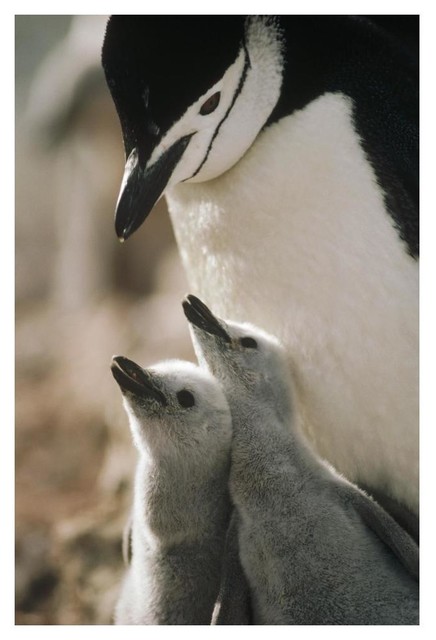 "Chinstrap Penguin Bowing over Twin Chicks Nelson Island, Antarctica ...