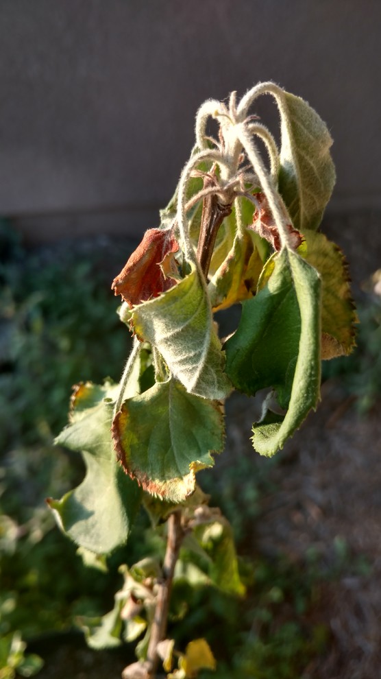 Apple tree dying?! Need help identifying problem