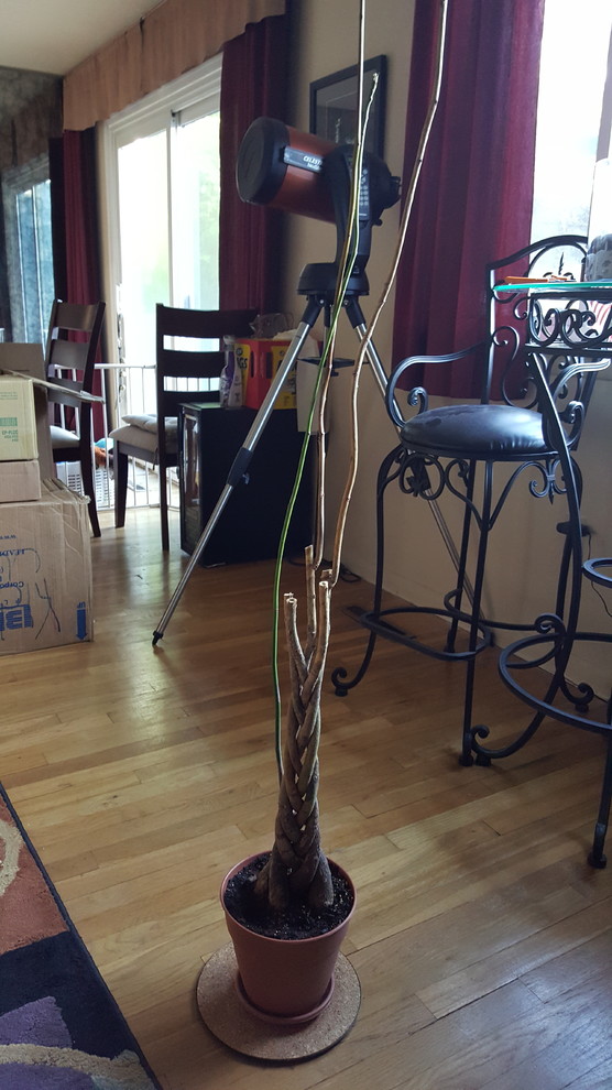 Money tree trunk is dead