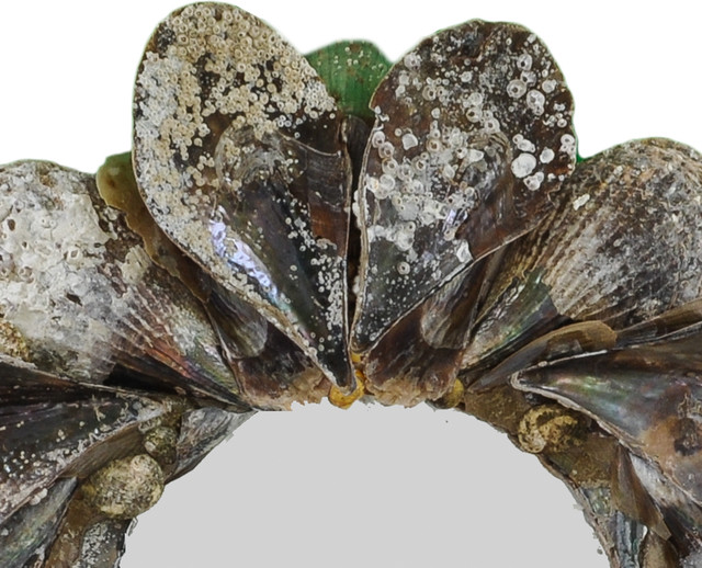 Large Round Penshell Sea Shell Mirror - Beach Style - Wall Mirrors - by ...