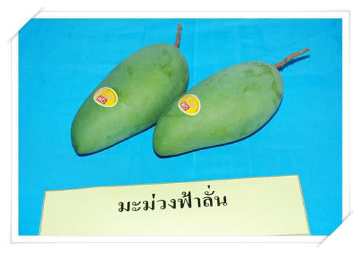 Thai mango varieties
