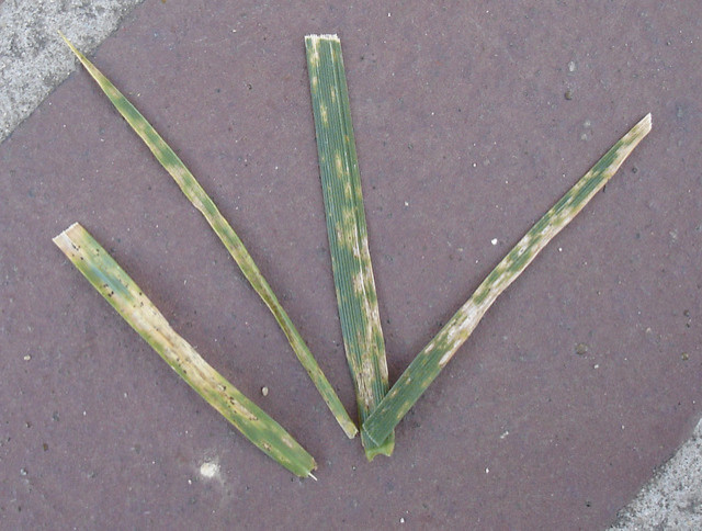 Marathon 1 grass disease?