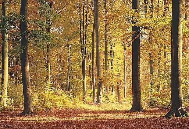 Golden Forest Wall Mural - Contemporary - Wallpaper - by The Home Store ...