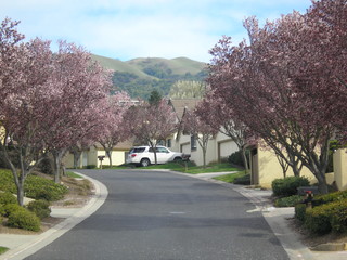 Flowering Plum trees with sturdy architecture and growth control. San ...