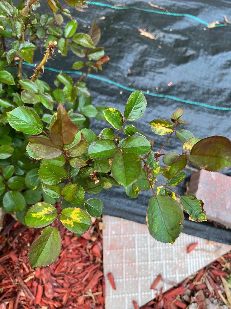 Neem oil spray ruining my rose leaves? | Houzz Forum