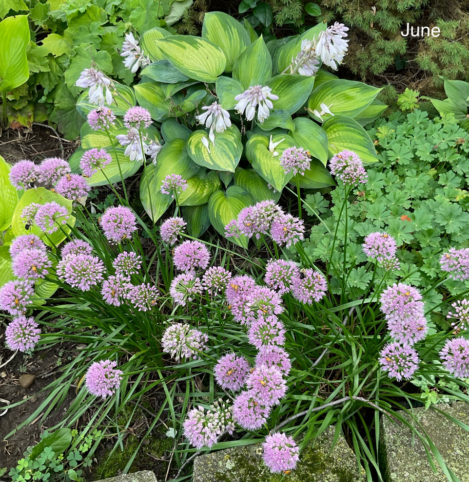 Show your hosta in bloom | Houzz Forum