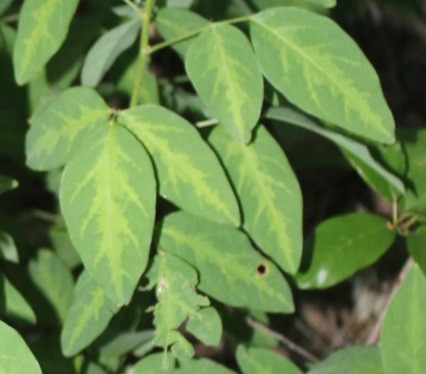 Small shrub? with two-tone leaves
