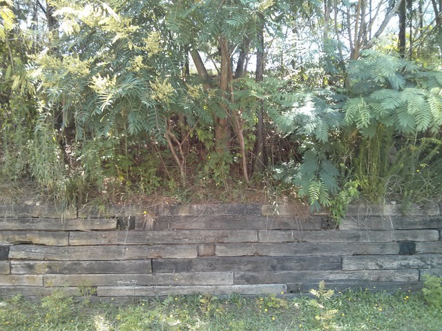 How do a clear out these weeds and small trees | Houzz Forum