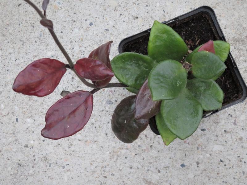 Chocolate mutation of Chelsea