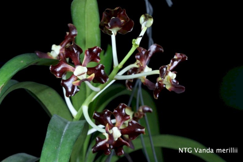Vanda merrillii