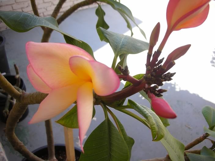 Sally Moragne 1st to Bloom