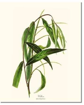 Vintage Botanical Tree Leaf Art Print: Willow, 8x10 Print - Traditional ...