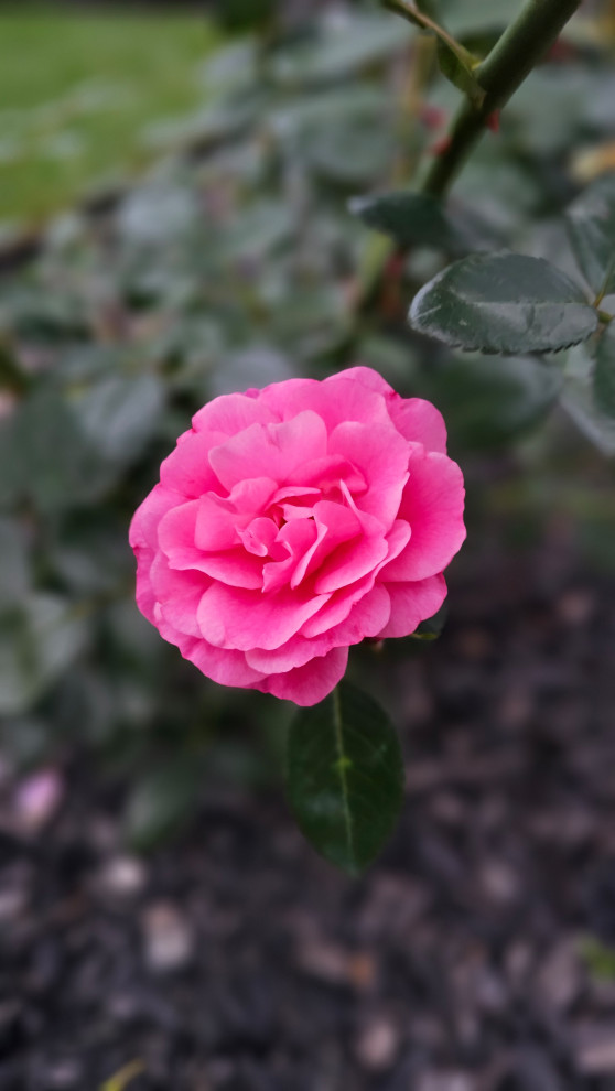 Is this a Prairie Prince rose? What to do with its lanky, floppy canes