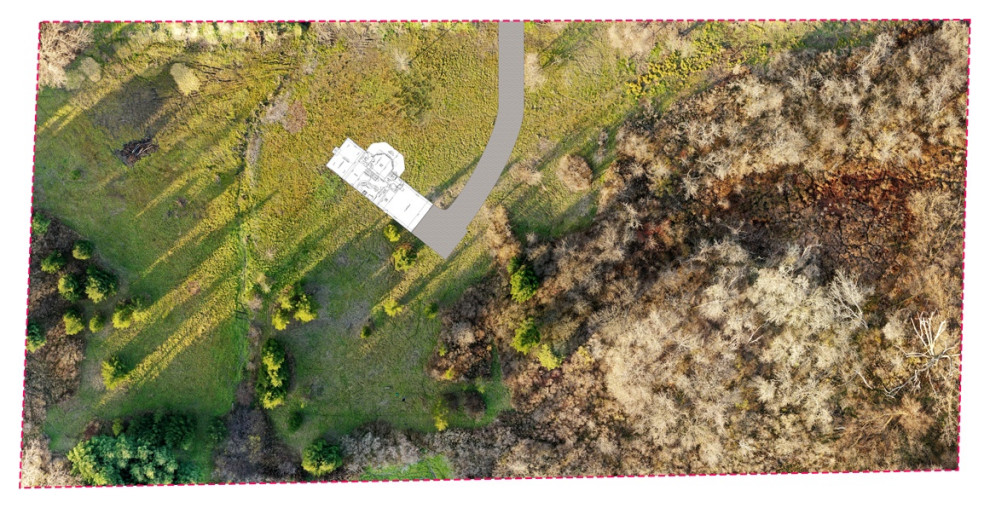 River Birch or Quaking Aspen