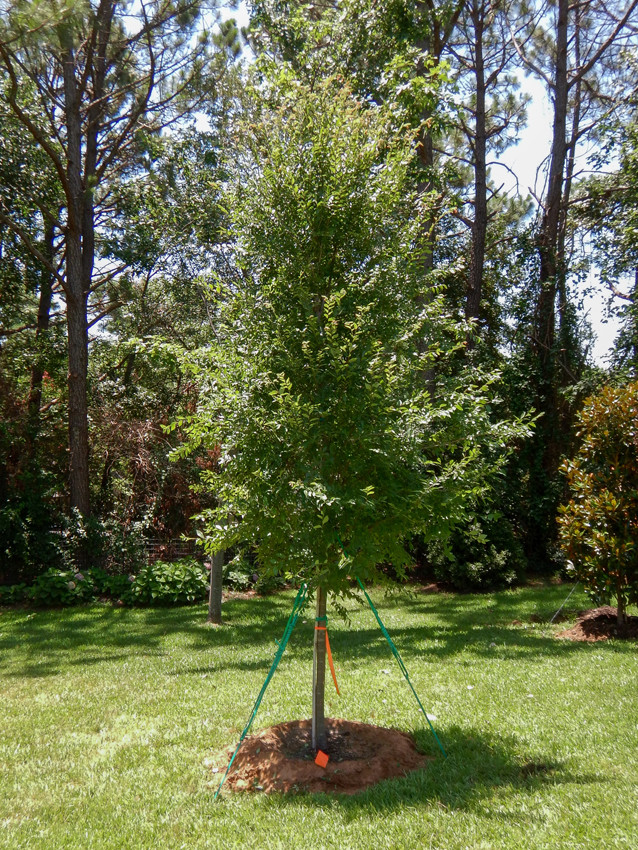 Allee Elm - Landscape - Dallas - by Treeland Nursery | Houzz
