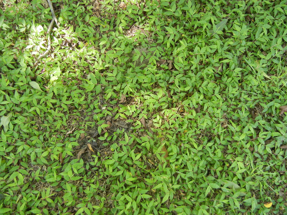 Please ID this low growing weed