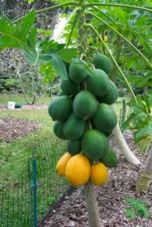 Red Lady papaya photos