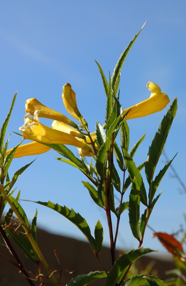Great Design Plant: Yellow Bells, a Screening Queen