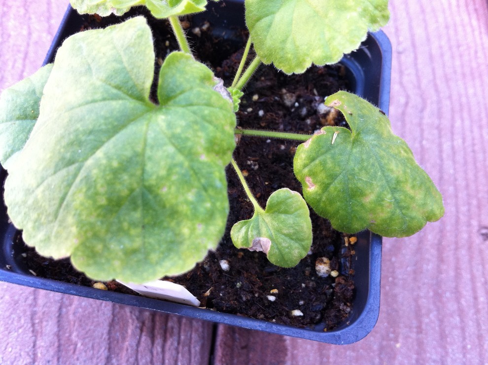 Light colored spots on geranium seedlings--help?