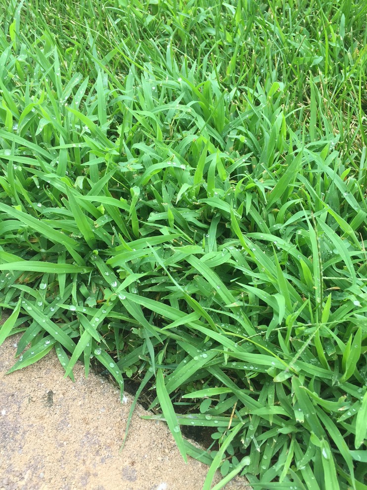 Light Green Grassweed Growing Like Crazy