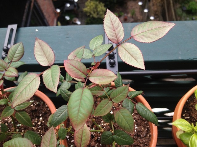 Rose leaves bleaching or turning purple | Houzz Forum
