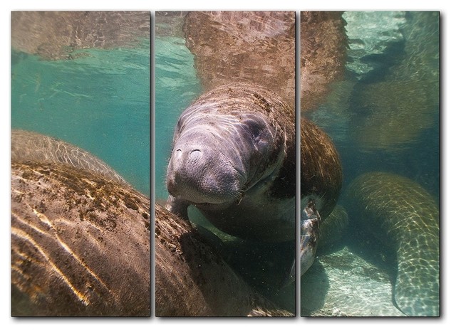 Ready2hangart Christopher Doherty Photography 'Manatee' 3-PC Canvas Art ...