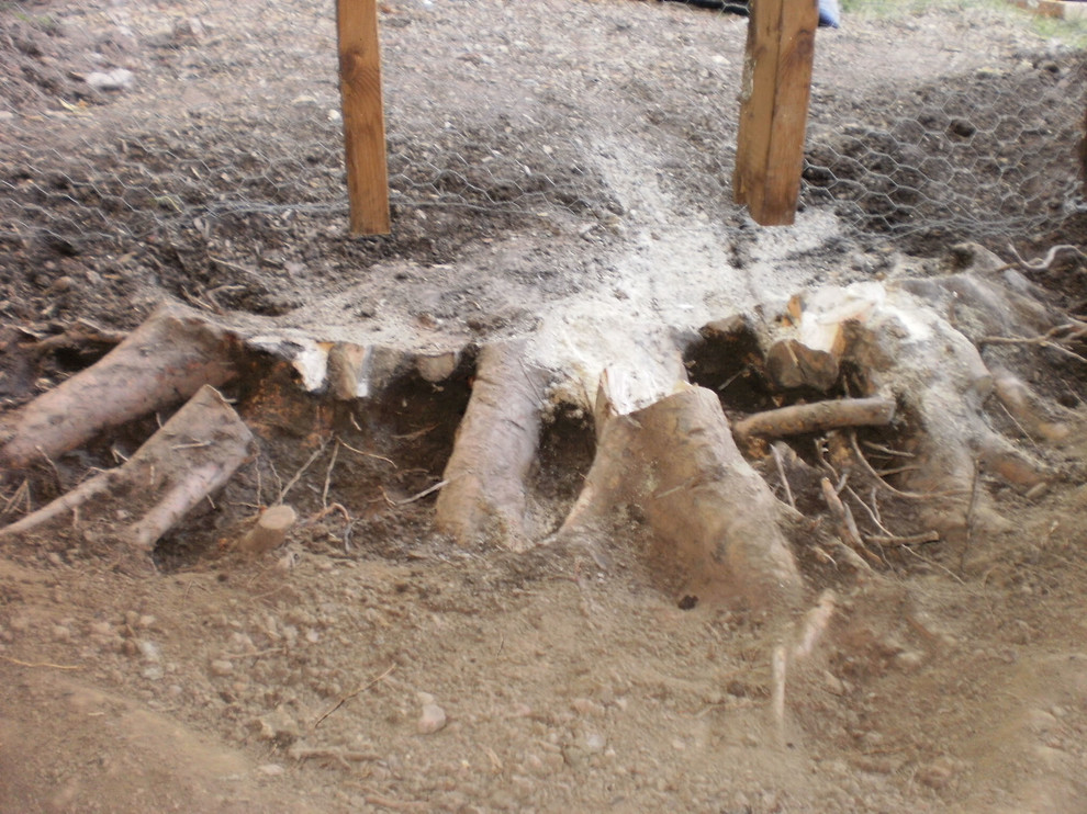 Removing Big Tree Roots