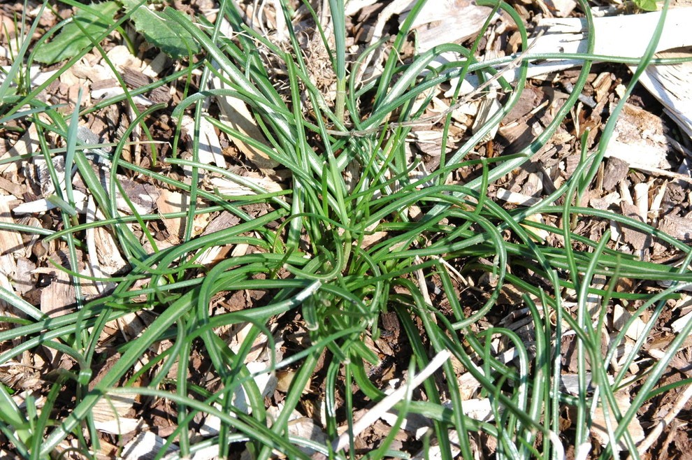 Try to ID a Wild Bulb (Weed)