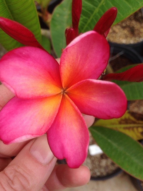 So excited for this sentimental bloom...