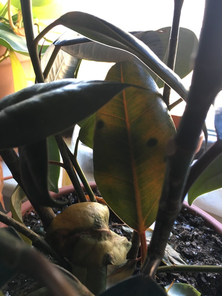 Is My Rubber Tree Dying??