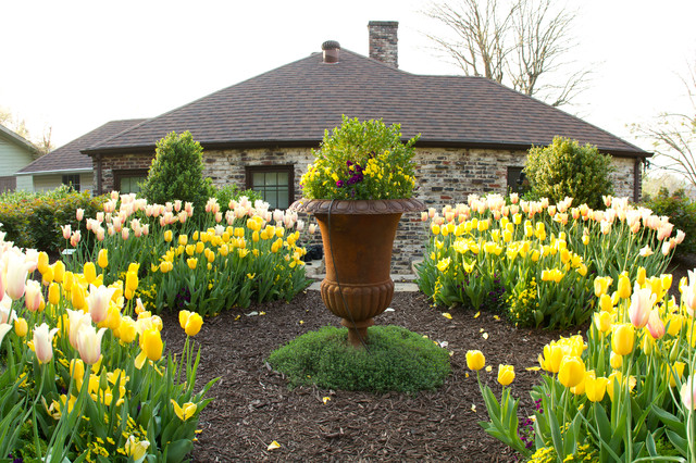 Cultiver des tulipes, mode d'emploi