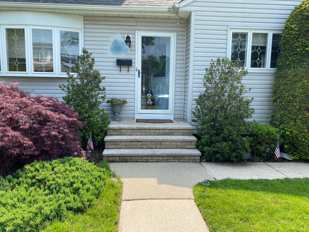 replacing holly trees