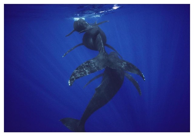 Humpback Whale Calf, Mother, And Male Escort, Maui, Hawaii-Paper Art ...