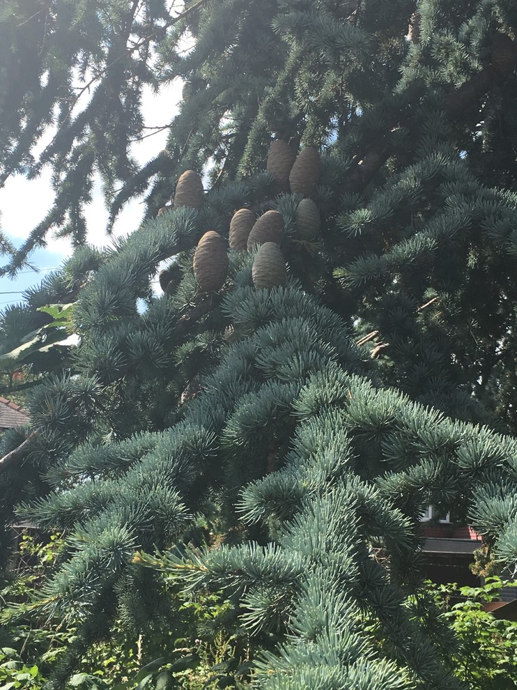 Huge 30ft tree in garden what is it