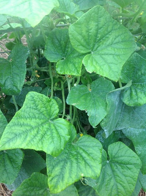 Help to identify cucumber problem