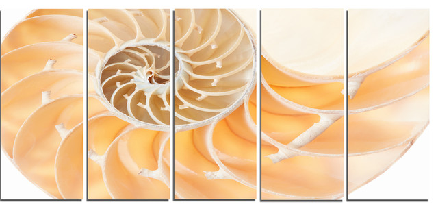 "Light Brown Nautilus Shell" Metal Wall Art, 60"x28" 5 Panel - Beach ...