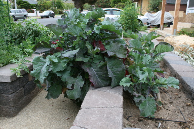 Leaning tower of Collard Tree
