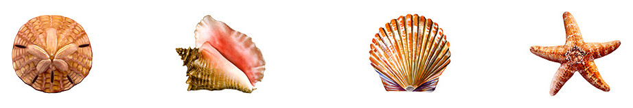 Shell Step Markers Porcelain Pool Mosaic ( 3" X 24" ), 3" X 24" - Beach ...