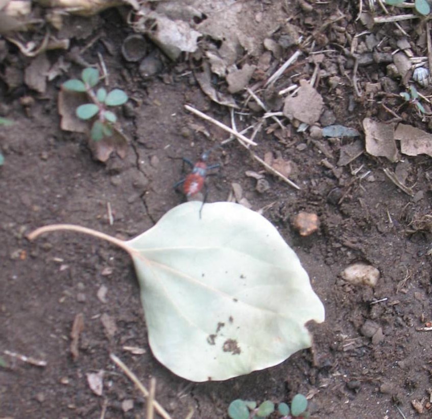 Bugs on Blackberry and Raspberry plants